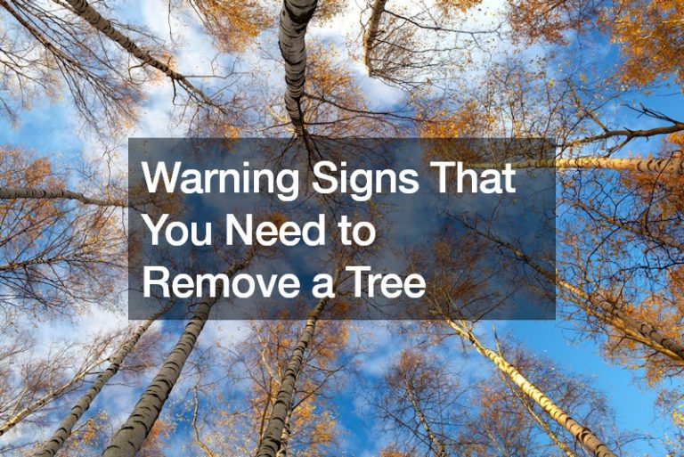 Warning Signs That You Need to Remove a Tree - Tree Service and Removal ...